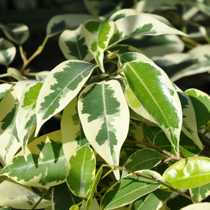 Ficus Benjamina Starlight - Indoor/Outdoor Ornamental Plants– Exotic Flora