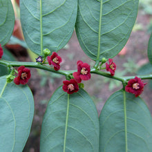 Multivitamin Plant - Herb Plants – Exotic Flora