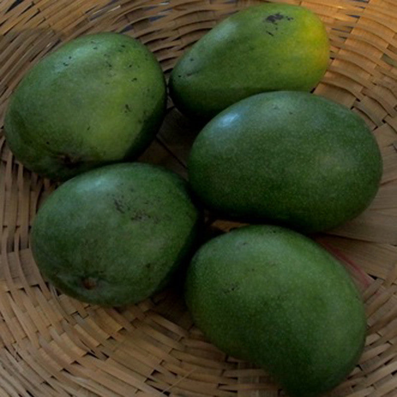 Mango Neelam(Grafted) - Fruit Plants & Tree– Exotic Flora