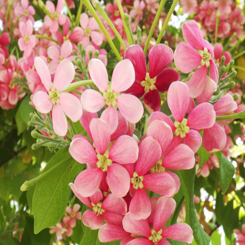 Rangoon Creeper - Creepers & Climbers– Exotic Flora