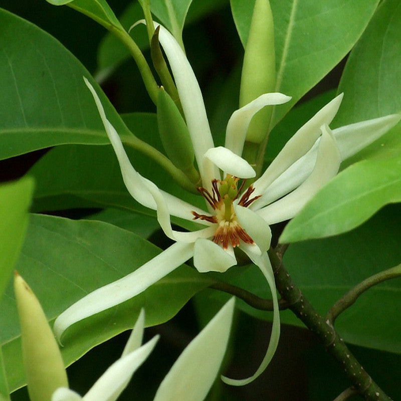White Champaca / Magnolia alba (Grafted) - Perfuming Plants– Exotic Flora