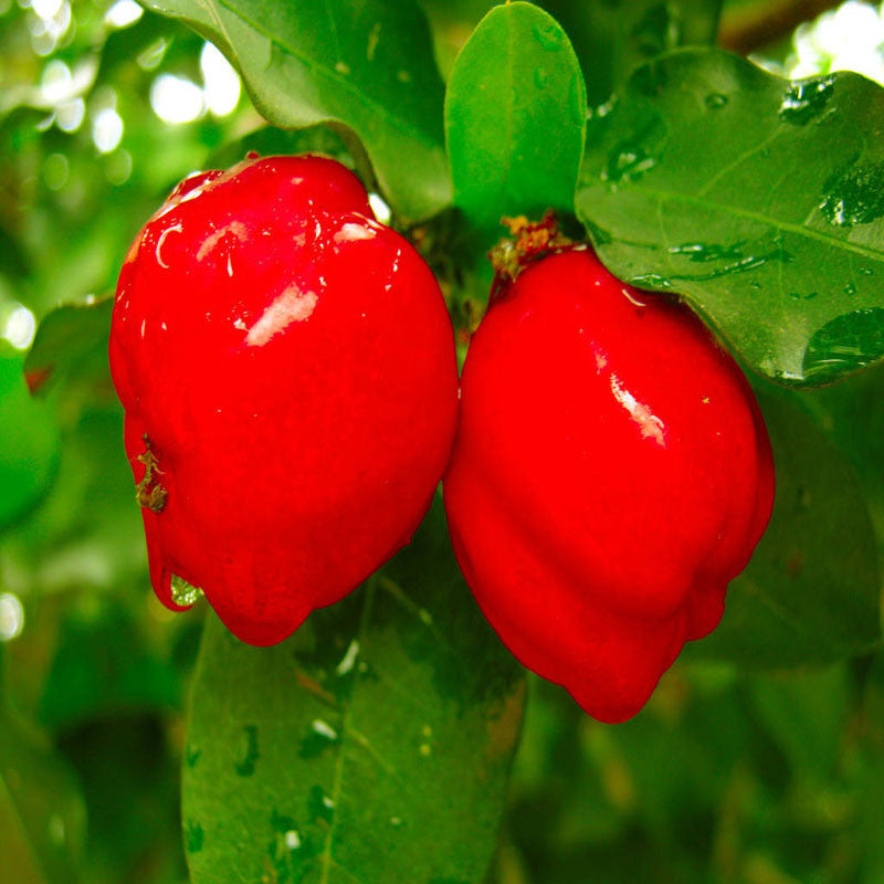 Barbados Cherry -Fruit Plants & Tree– Exotic Flora
