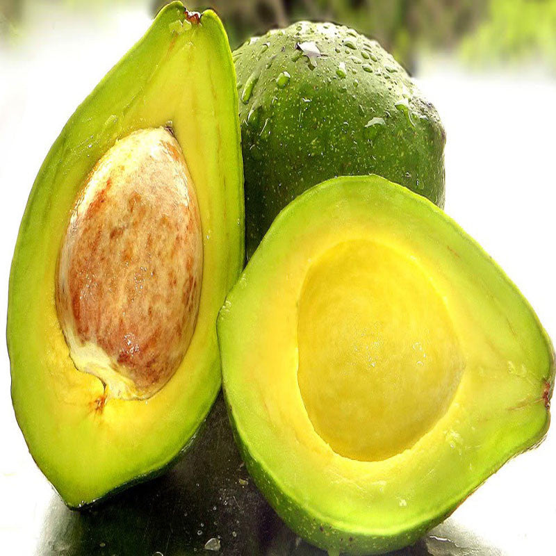 Avocado - Big Size Plants– Exotic Flora