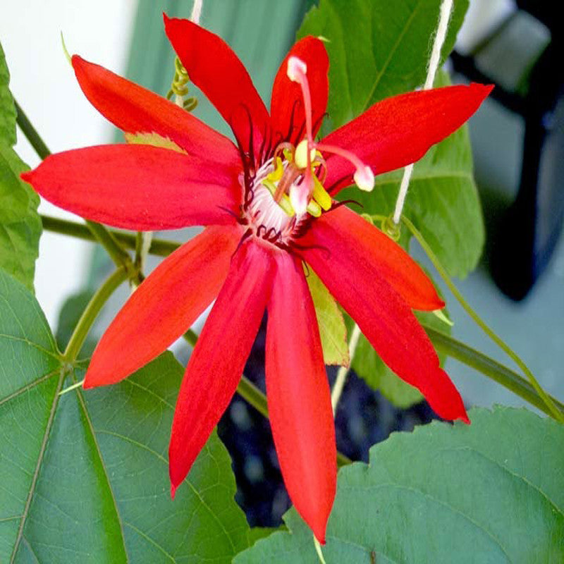 Scarlet Passion Flower red- Creepers & Climbers– Exotic Flora