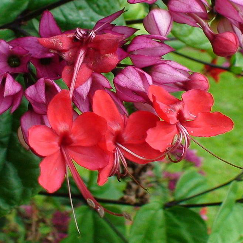 Bleeding Heart Vine Red - Creepers & Climbers– Exotic Flora