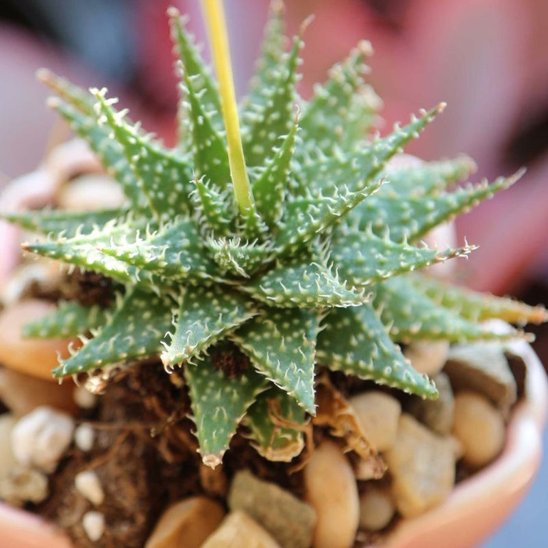 Aloe Descoingsii T Plants Exotic Flora