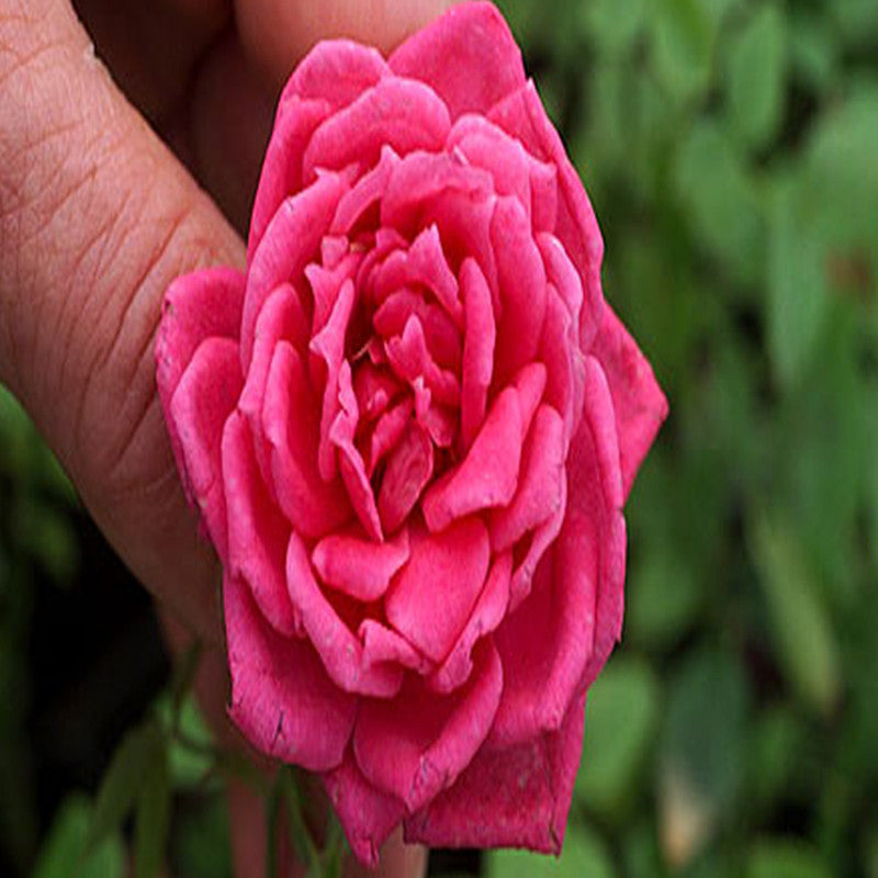 Button Rose Dwarf Pink - Flowering Plants– Exotic Flora