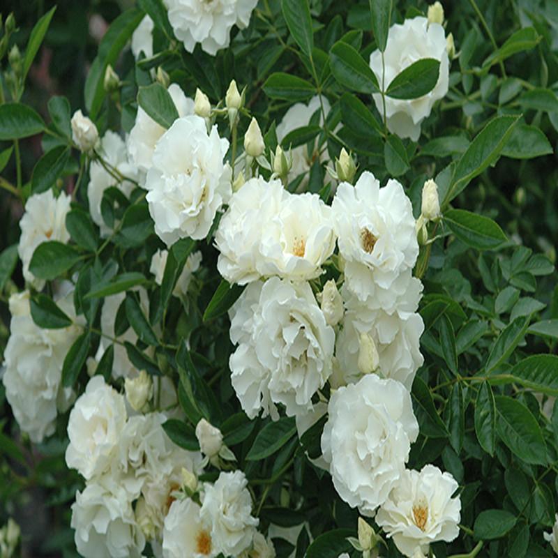 Rose Summer Snow White - Flowering Plants – Exotic Flora