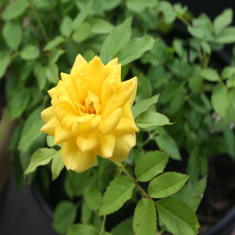 MINIATURE ROSE YELLOW - Flowering Shrubs – Exotic Flora
