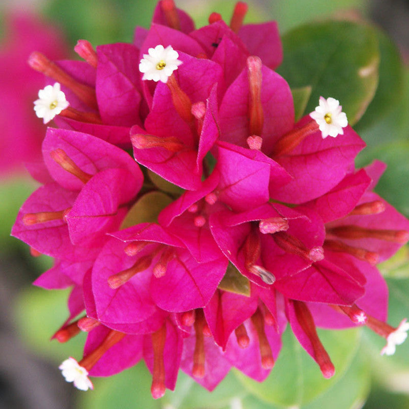 Bougainvillea Dwarf - Flowering Shrubs– Exotic Flora