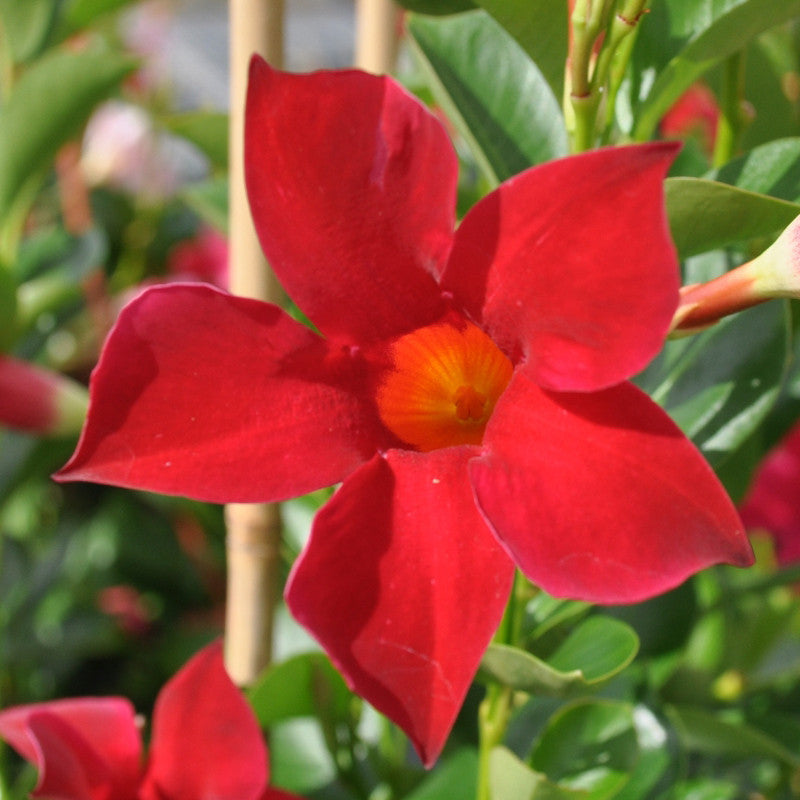 Mandevilla Red Single - Creepers & Climbers– Exotic Flora
