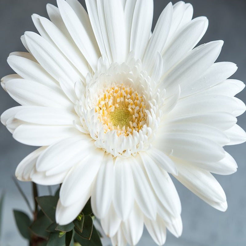 Gerbera Plant White - Top Bed Room– Exotic Flora