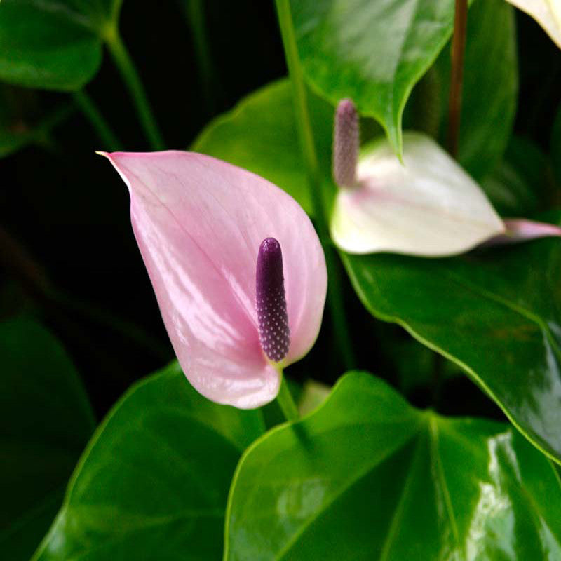 Anthurium Andreanum Violet - Gift Plants– Exotic Flora