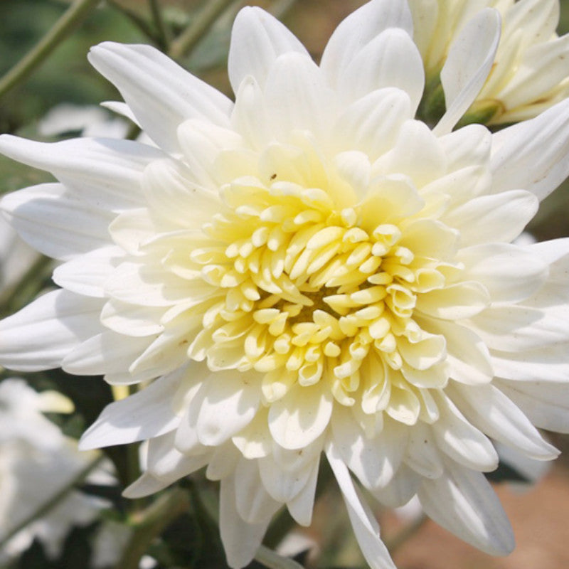 Chrysanthemum White - SEASONALS– Exotic Flora