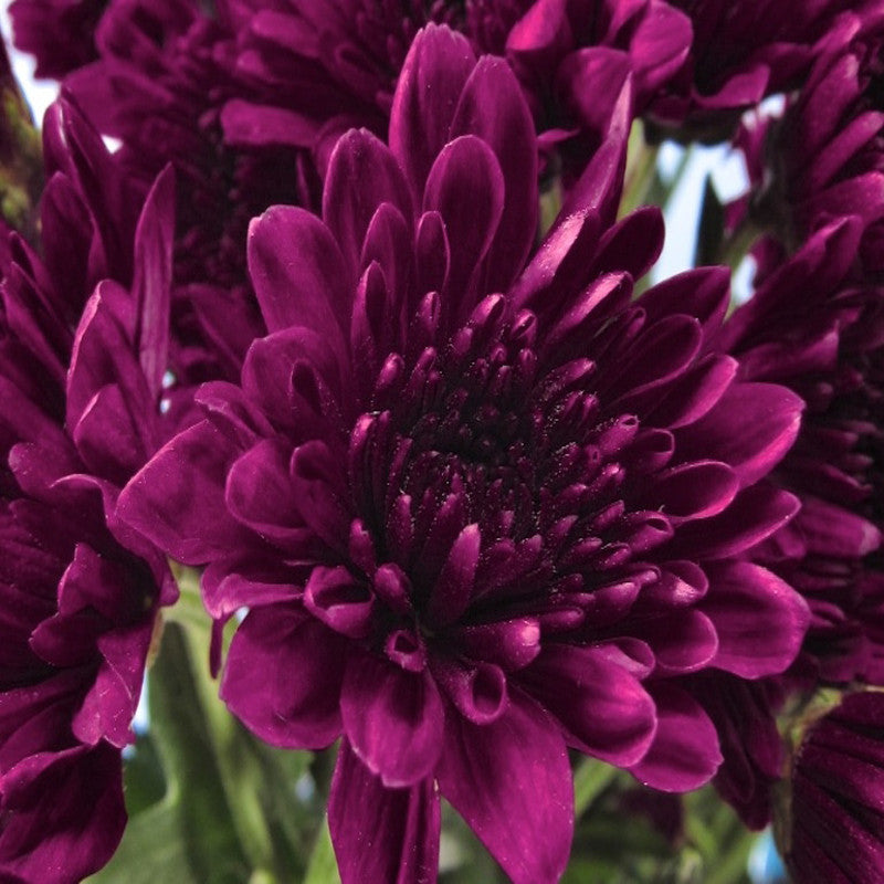 Chrysanthemum Dark Purple - SEASONALS– Exotic Flora