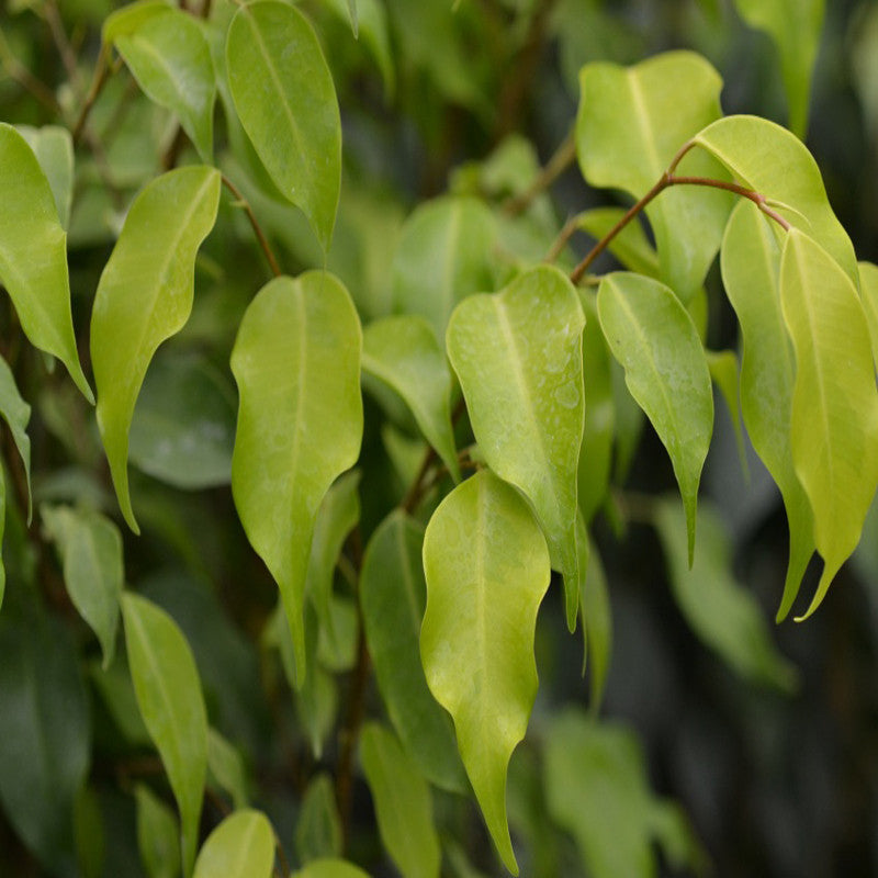 Ficus Benjamina Gold - Indoor/Outdoor Ornamental Plants– Exotic Flora