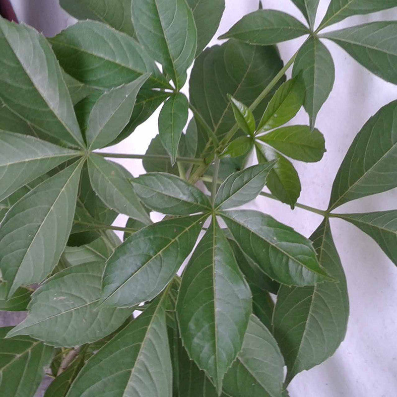 Kalpa Vriksha - Avenue Trees– Exotic Flora