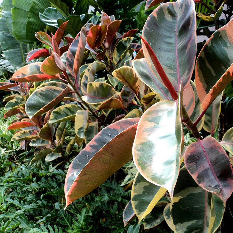 Ficus Elastica Red Variegata - Indoor/Outdoor-Ornamental Plants– Exotic ...