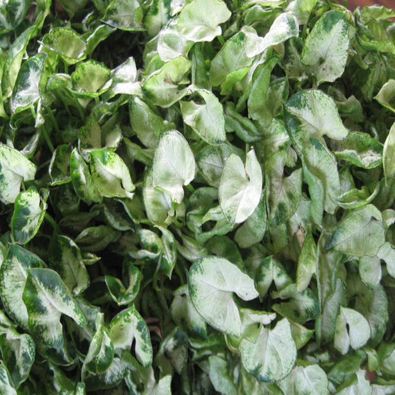 Syngonium Baby Button Leaf - Indoor Plants– Exotic Flora