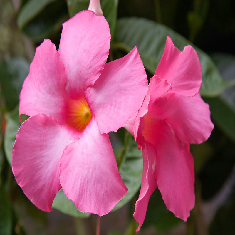 Mandevilla Pink Single - Creepers & Climbers– Exotic Flora
