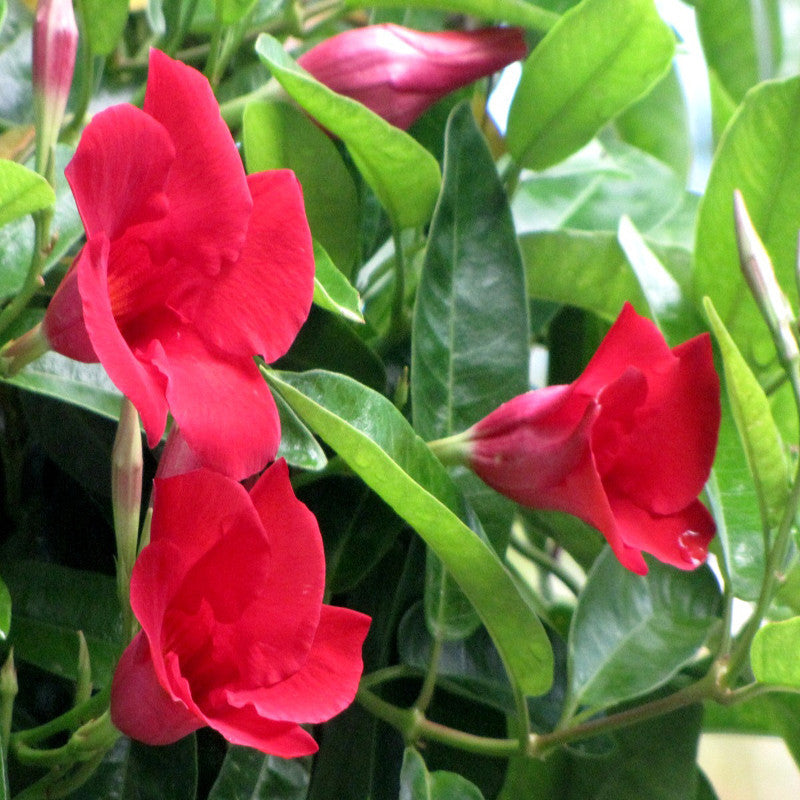 Mandevilla Red Single - Creepers & Climbers– Exotic Flora