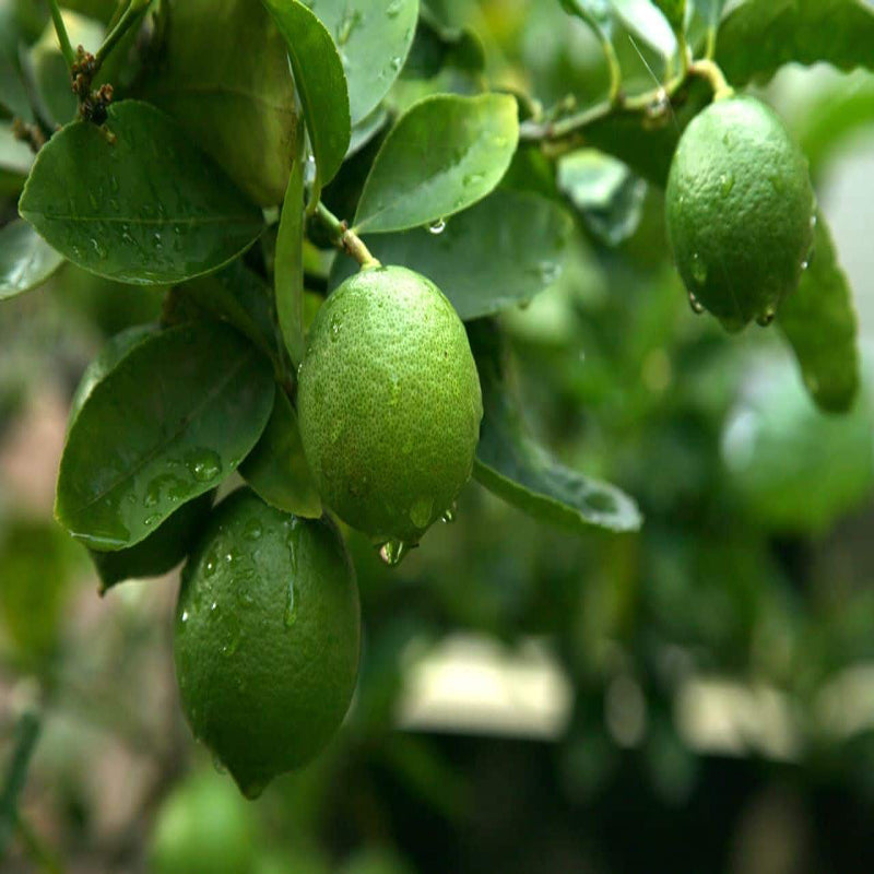 Lemon Hybrid - Fruit Plants & Tree– Exotic Flora