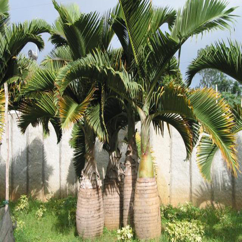 Champagne Palm - Palms– Exotic Flora