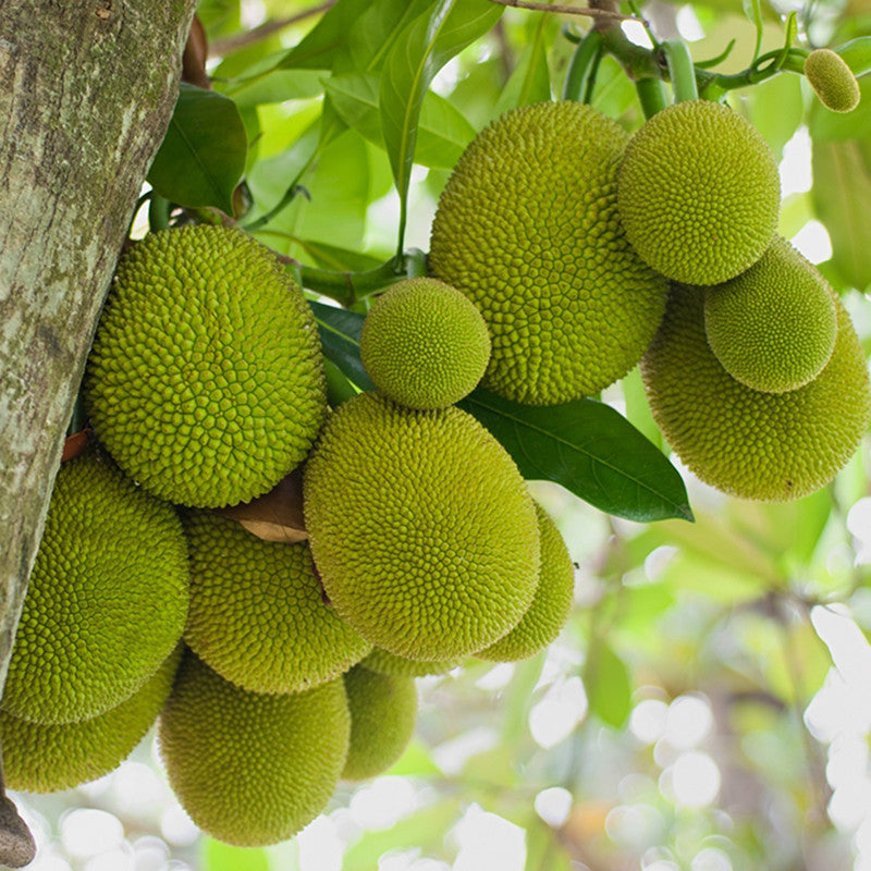 Jack fruit-Gumless Panasa(Grafted) - Fruit Plants & Tree– Exotic Flora