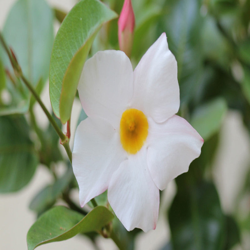 Mandevilla White Single - Creepers & Climbers– Exotic Flora