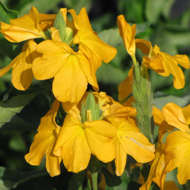 Crossandra Yellow - Flowering Plants– Exotic Flora