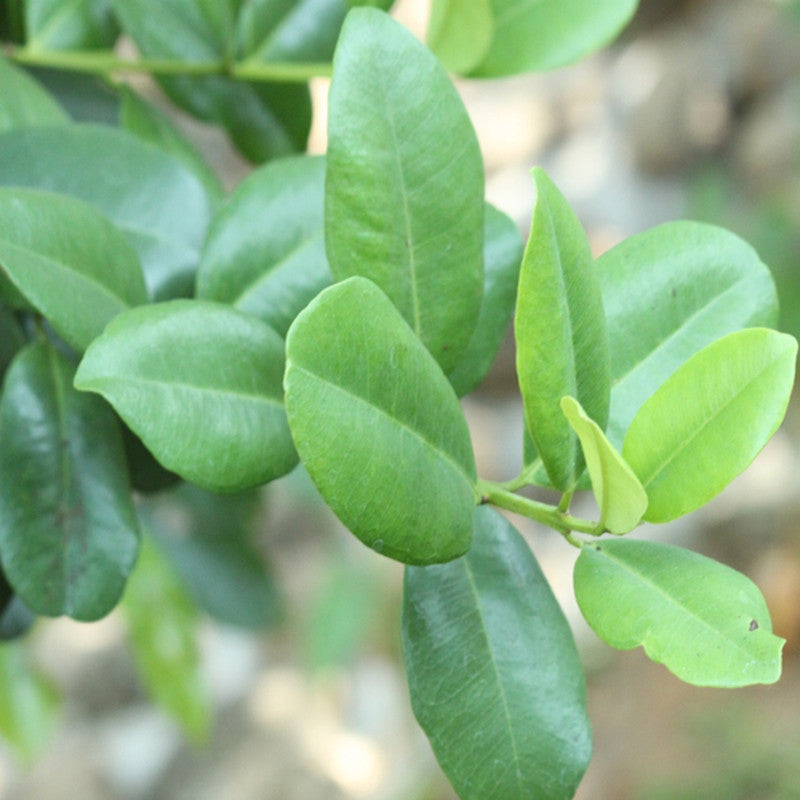 All Spice/Pimenta Dioica - Spice Plants– Exotic Flora