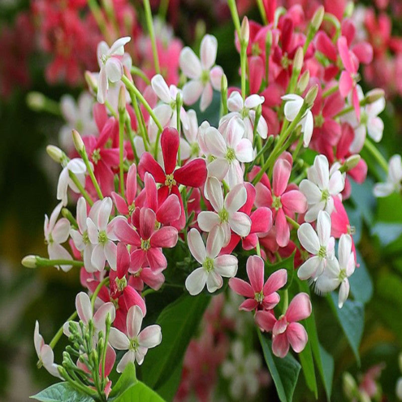 Rangoon Creeper - Creepers & Climbers– Exotic Flora