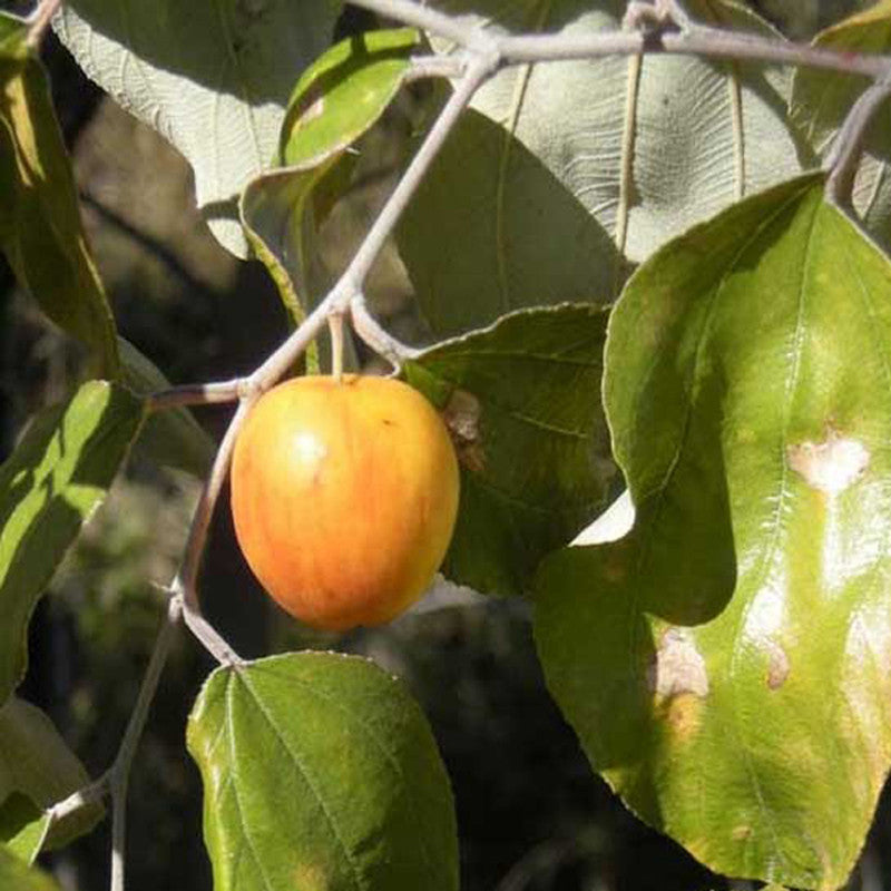 Indian Jujubee Gola - Fruit Plants & Tree– Exotic Flora