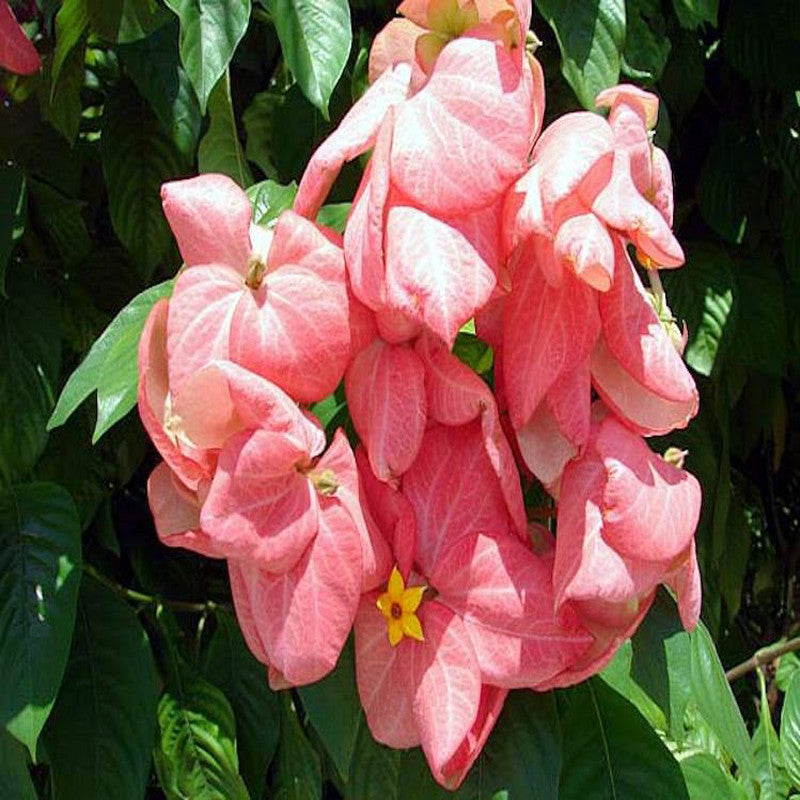 Mussaenda Pink - Flowering Shrubs– Exotic Flora