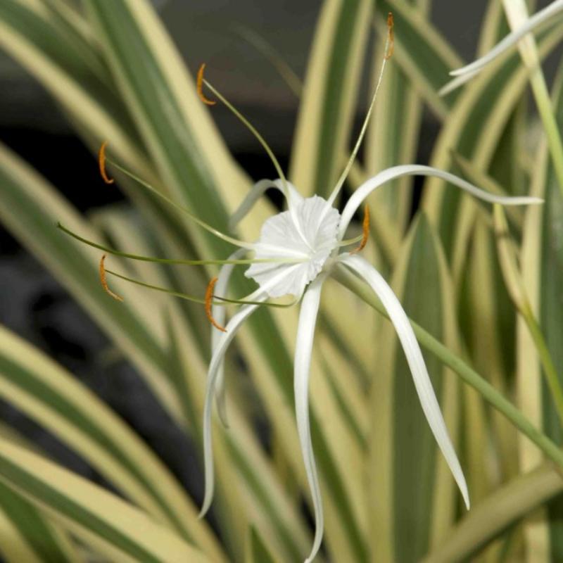 Variegated Spider Lily - Flowering Plants– Exotic Flora