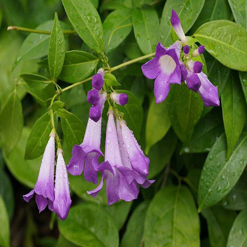 Garlic Creeper - Creepers & Climbers– Exotic Flora