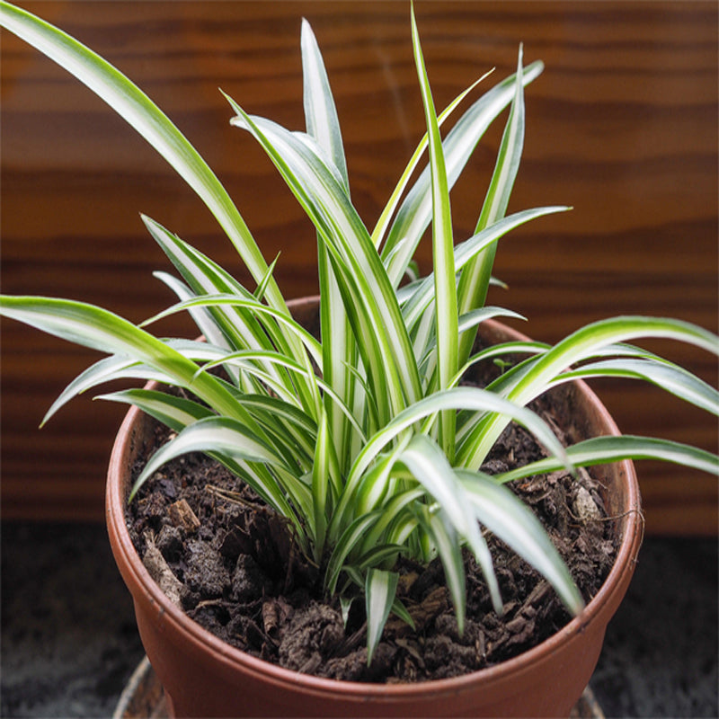 Chlorophytum comosum/Spider Plant - Indoor Air-Purifying– Exotic Flora