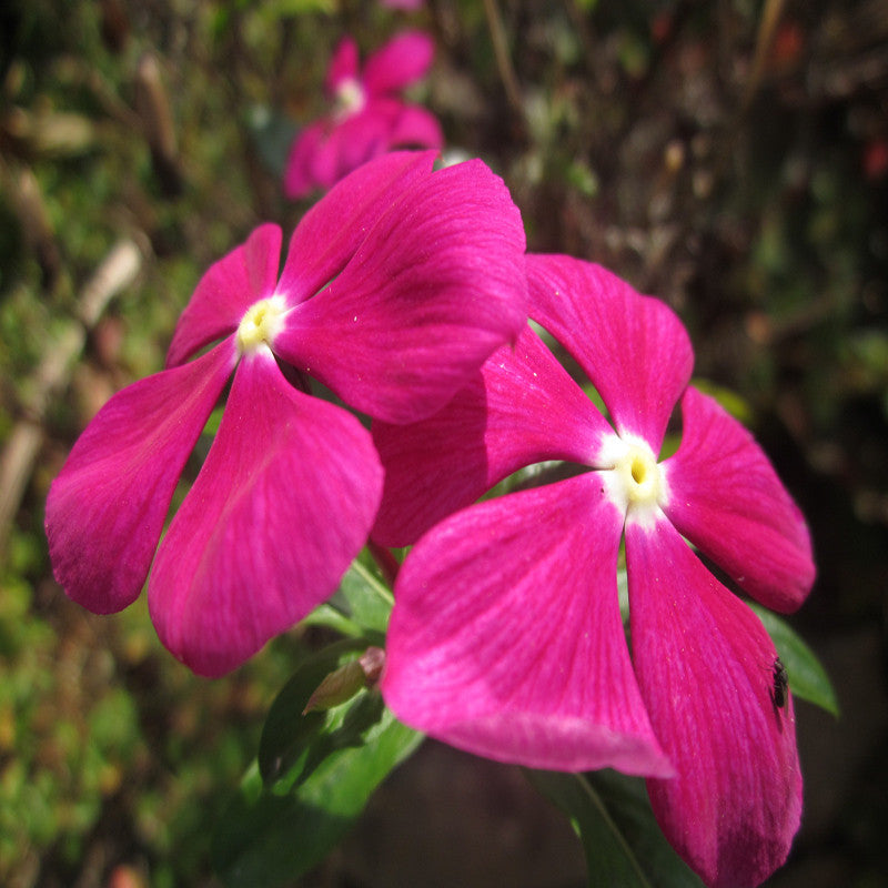 Periwinkle Pink- SEASONALS– Exotic Flora