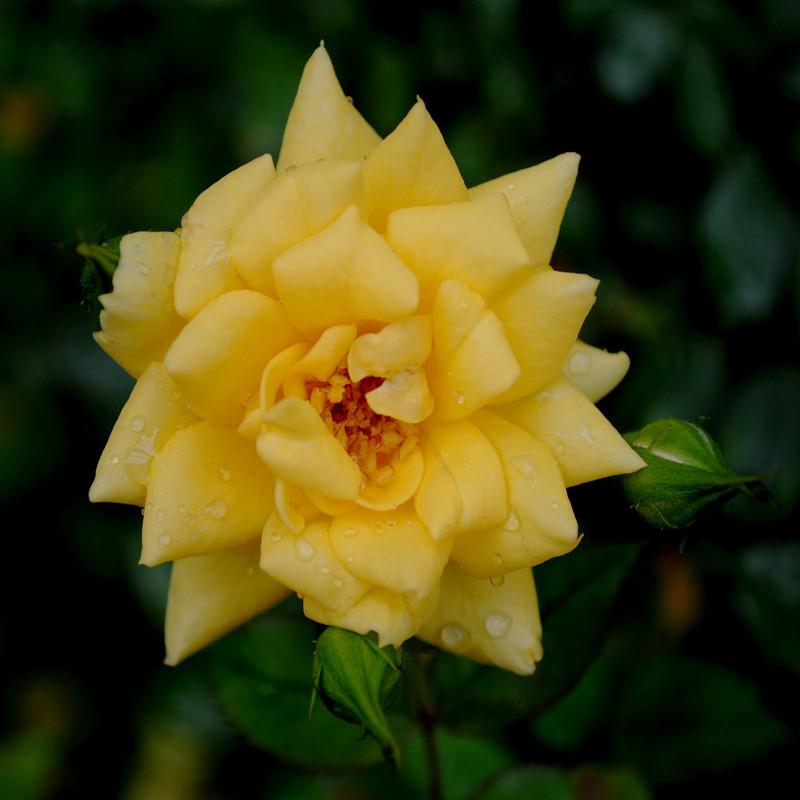 MINIATURE ROSE YELLOW - Flowering Shrubs– Exotic Flora
