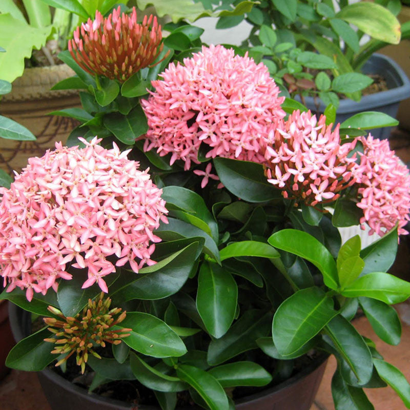 Ixora Mini Dwarf Pink - Flowering Plants– Exotic Flora