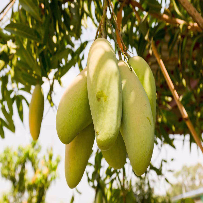 Totapuri Mango(Grafted) - Fruit Plants & Tree– Exotic Flora