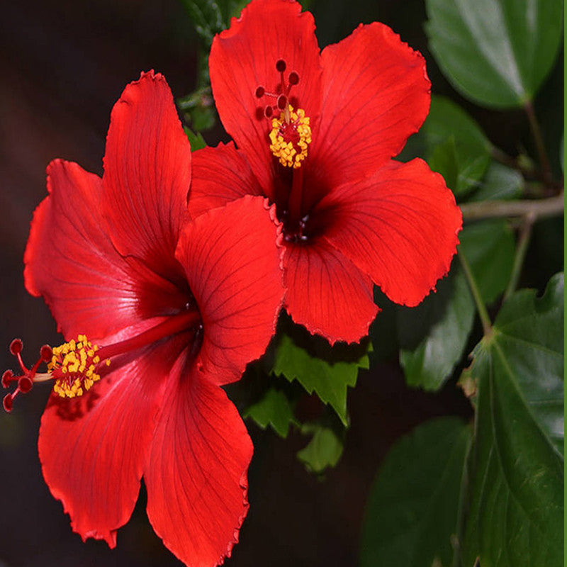 Hibiscus Red Desi - Flowering Plants– Exotic Flora