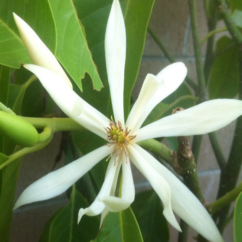 White Champaca / Magnolia alba (Grafted) - Perfuming Plants– Exotic Flora