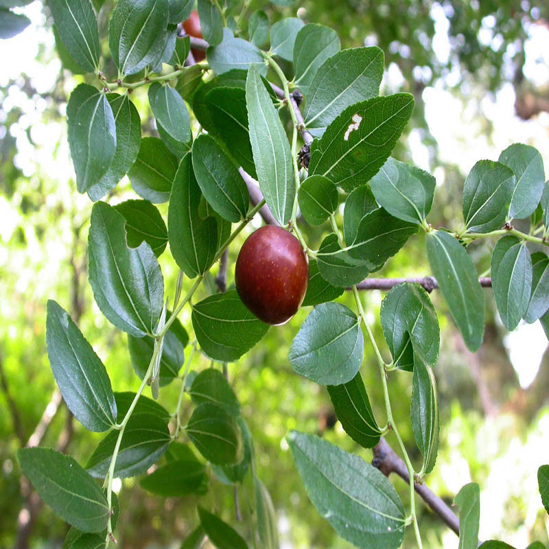 Indian Jujubee/Indian Ber - Fruit Plants & Tree– Exotic Flora
