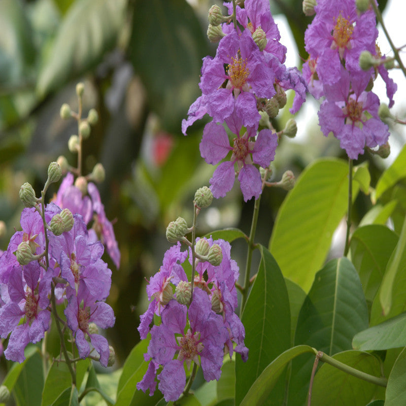 Lagerstroemia Purple / Crape Myrtle Purple - Avenue Trees– Exotic Flora