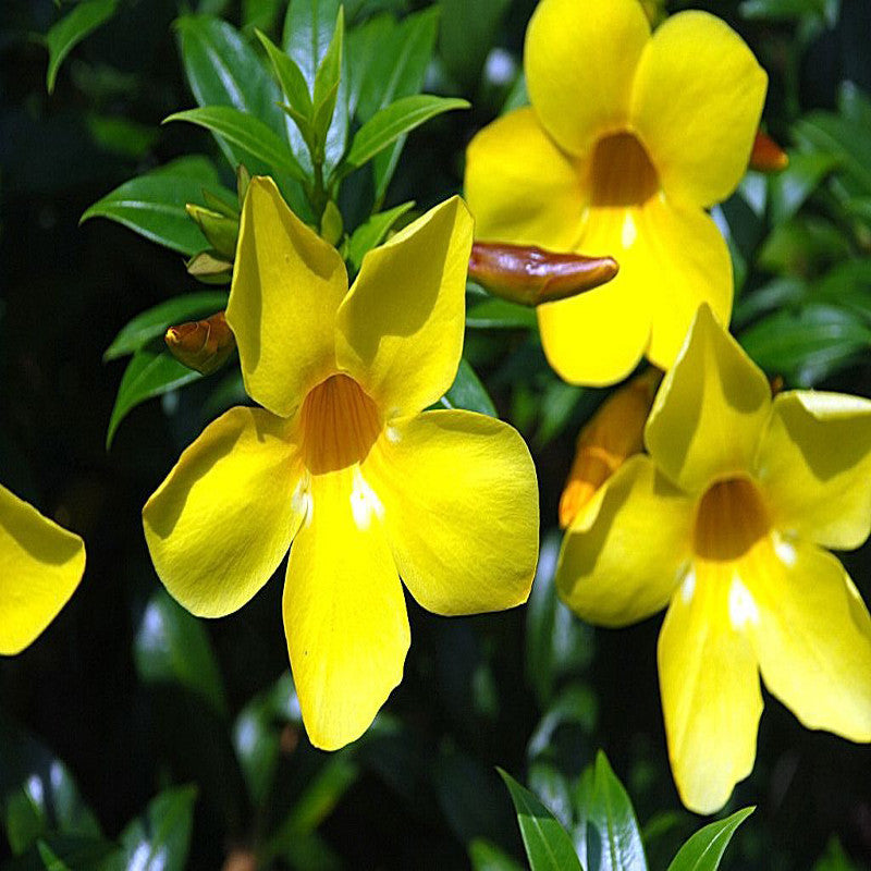 Bush Allamanda - Flowering Shrubs– Exotic Flora