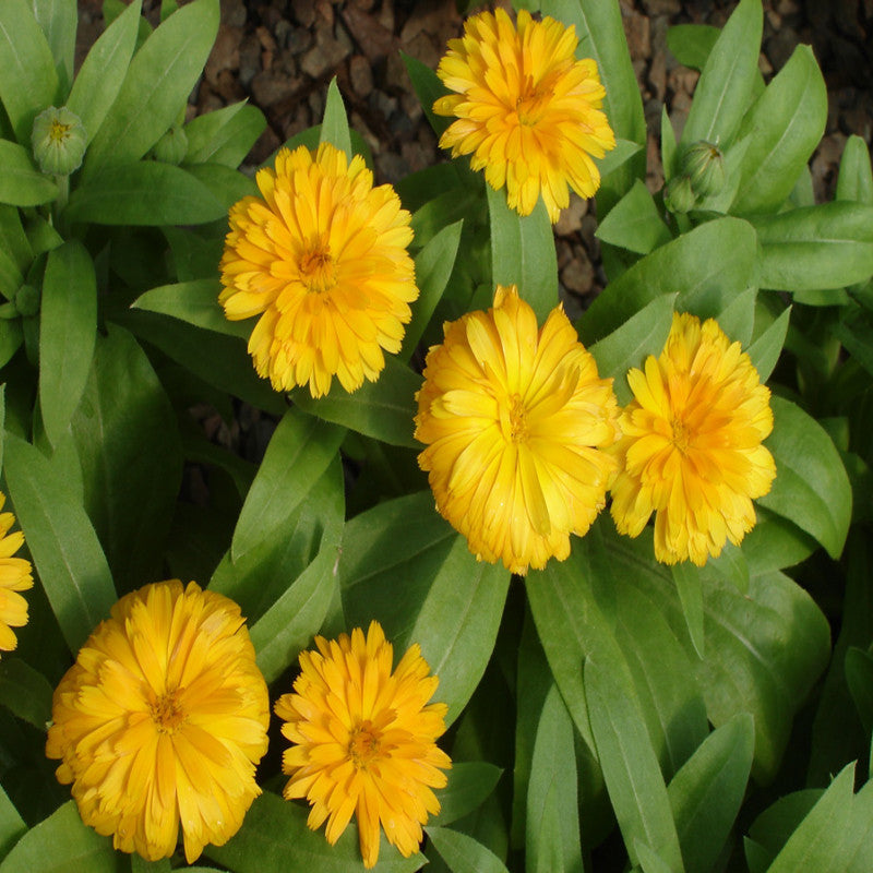 Calendula Yellow- SEASONALS– Exotic Flora