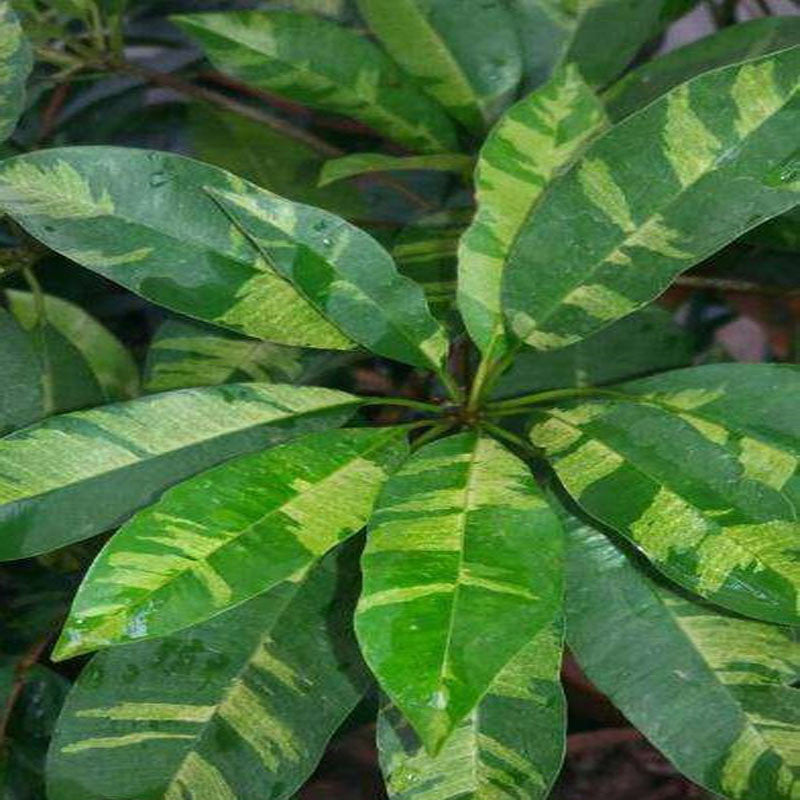 Chikoo Variegata(Grafted) - Fruit Plants & Tree– Exotic Flora