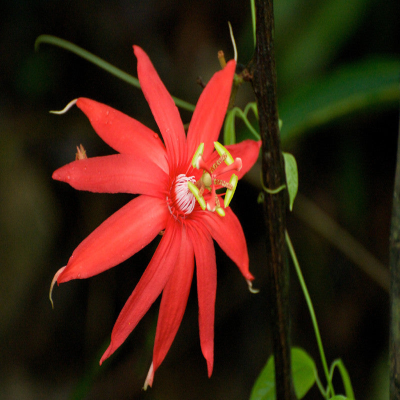 Scarlet Passion Flower red- Creepers & Climbers– Exotic Flora