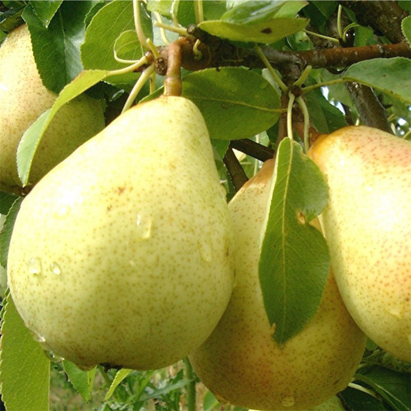 Buy Babugosha Fruit Online | Indian Pear Online | Fruit Plants & Trees ...